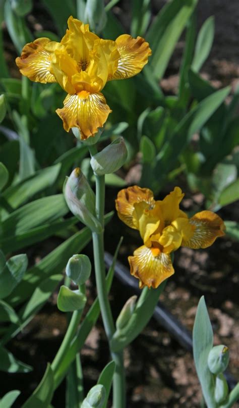 Interject Mid America Garden