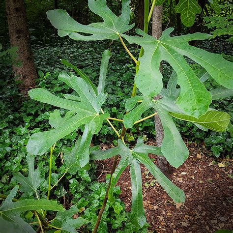 Tena Fig 1 Gal Chesapeake Figs