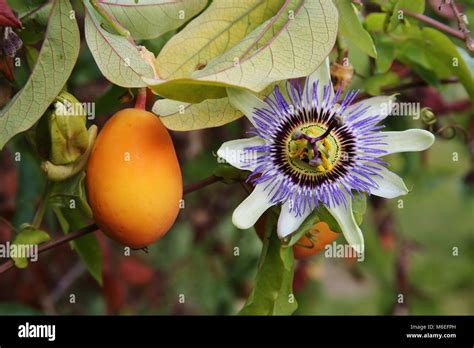 Does Passion Flower Vine Produce Fruit At Lea Blackburn Blog