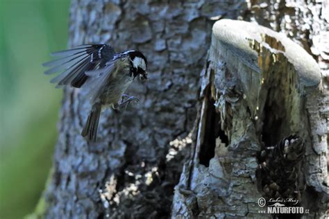 Sýkora úhelníček Naturfotocz