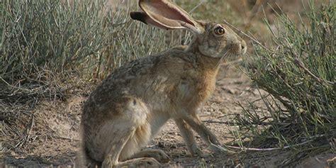 Black Tailed Jackrabbit White Sands National Park U S National Park