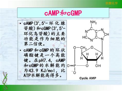 Ppt 第三章 核酸化学 Powerpoint Presentation Free Download Id3547901