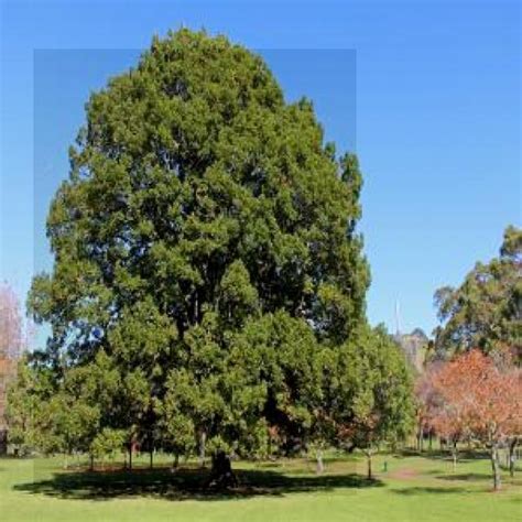 Tree Detection Model Object Detection Dataset V Pm By FLying Wedge Defence