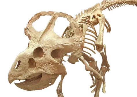 Protoceratops Legacy Of The First Horned Face Dinosaur