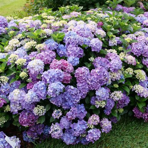 How To Identify Your Hydrangea Proven Winners Colorchoice Flowering Shrubs