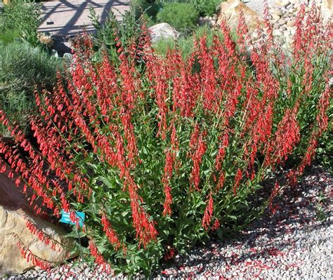 Hummingbird Firecracker Penstemon Scarlet Red Penstemon Eatonii 80 Seeds