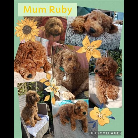 Cockapoo Sale Oxford Oxfordshire Gorgeous Redapricot Cockapoo