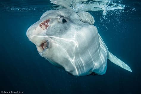 How A Photographer Is Providing A Rare Glimpse Into Canadas Ocean