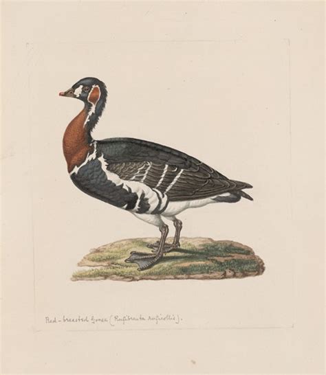 John William Lewin Artvee