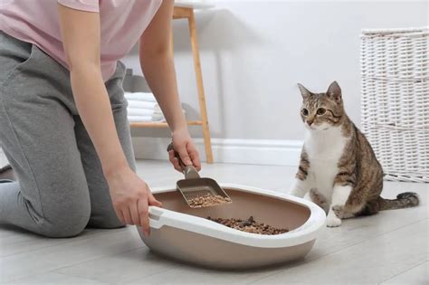 Cat Litter Tips The Cat Litter Expert