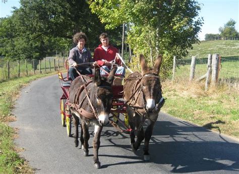 LÂne Normand Un âne Chocolat Blog De Lassociation Ferme