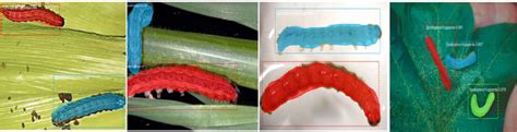 testing results of mask r cnn resnet 101 model for multi faw insects