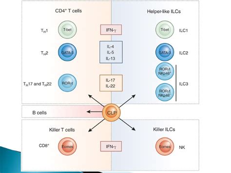 Classification Of Immune System Old And New Classification