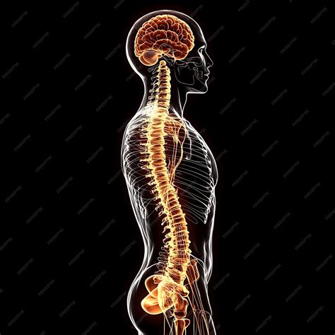 3d Illustration Of The Human Brain And Spinal Cord Premium Ai