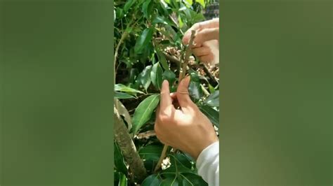 Citrus Lemon Orange Mandarin Grafting Tree Grafting Technique 99