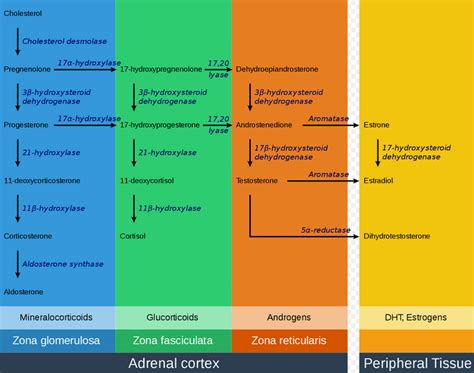 What Is Hormone Replacement Therapy How Does It Help Natural Med Doc