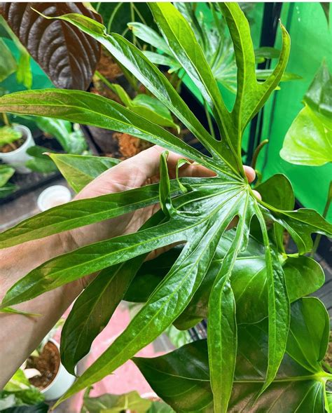 Anthurium Fingers Ultimate Grow And Care Guide Plants Craze