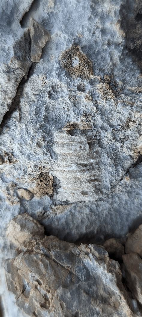 Southern Utah Tiny Fossils Are These Common Rfossils