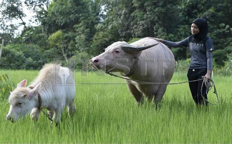 Info Menarik Gadis Gembala Kerbau Pink