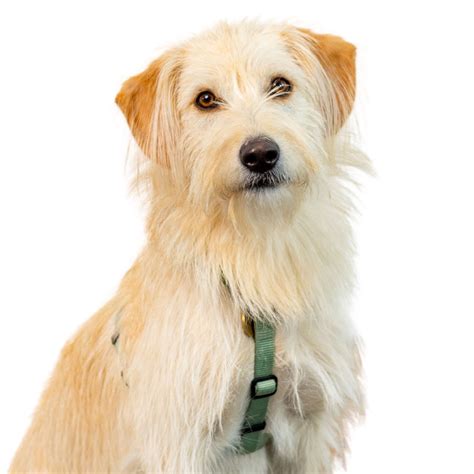 Lufar Profesionálny Trhač Nezničiteľných Hračiek • Ui42sk