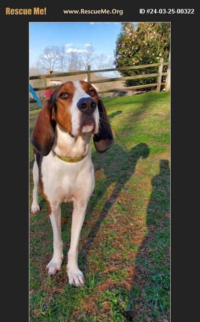 Adopt 24032500322 ~ Treeing Walker Coonhound Rescue ~ Fredericksburg Va