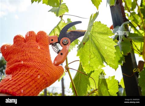 Man Gardening In Backyard Workers Hands With Secateurs Cutting Off