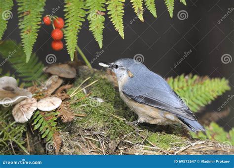 Bird Sitta Europaea Stock Image Image Of Hunter Clever 69572647
