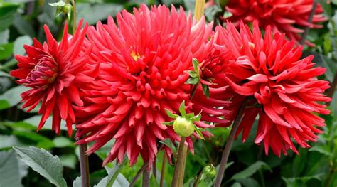 21 Red Dahlia Varieties For Your Flowerbeds