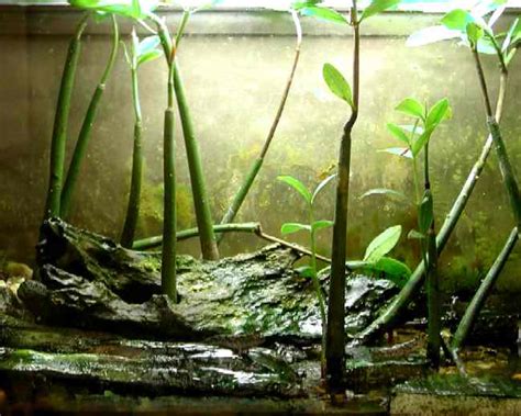 Elevate Your Aquarium With Home Grown Mangroves
