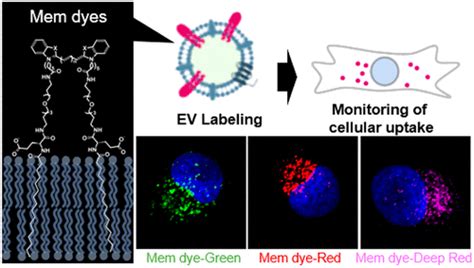 用于标记细胞外囊泡的新型亲脂性荧光染料：细胞摄取的表征和监测bioconjugate Chemistry X Mol