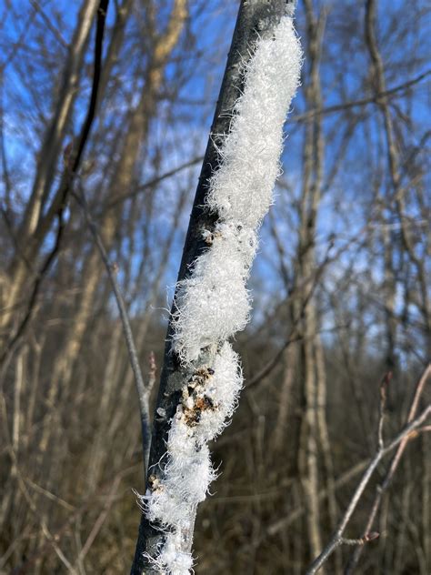 White Masses On Alder Are Woolly Aphids