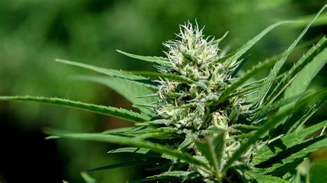 Hemp North Carolinas Budding Industry College Of Agriculture And