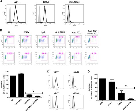 Involvement Of Axl And Tim 1 In Zikv Infection Of A549 Cells A Cell Download Scientific