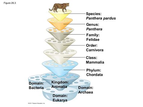 26 Lecture Phylogeny