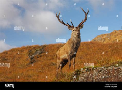 Magnificent Wild Red Deer Stag With 12 Point Antlers During The Autumn