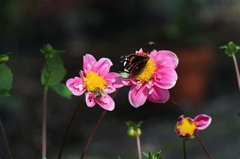 Insectes Entomologie Pollinisation Photo Gratuite Sur Pixabay Pixabay
