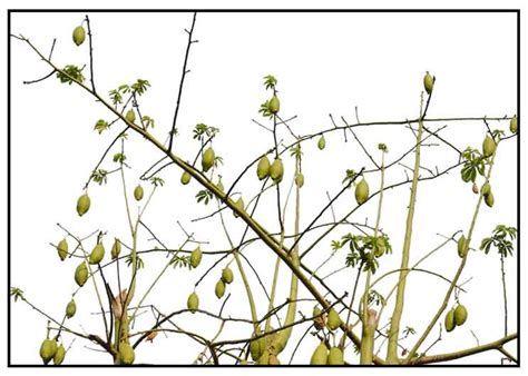 Buboi Ceiba Pentandra Linn White Silk Cotton Tree Ji Bei