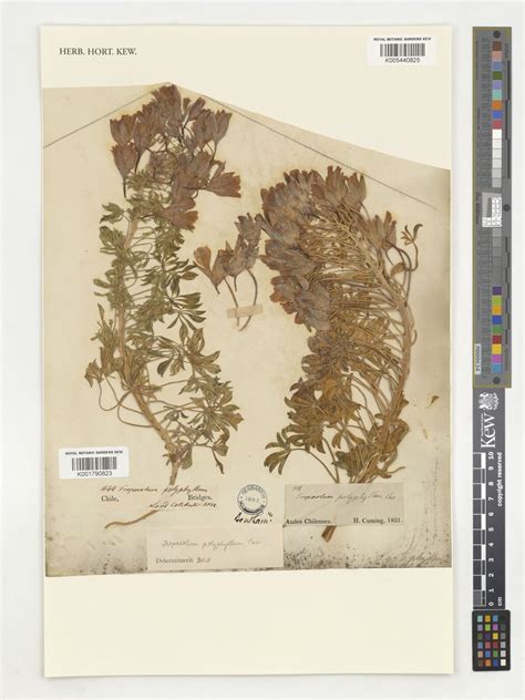 Tropaeolum Polyphyllum Cav Plants Of The World Online Kew Science