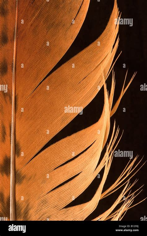 Closeup Detail Of Red Tailed Hawk Feather Against Black Background