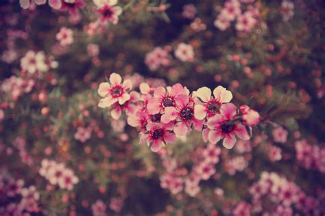 Backgrounds Tumblr Flower Vintage Wallpaper Cave