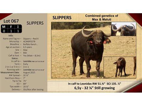 067 Max Daughter Slippers 65 Yrs 85 Mths Male Calf Leonidas 51¾