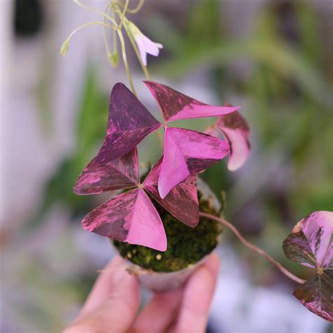 Oxalis Triangularis Variegated｜オキザリス トライアングラリス 斑入り｜観葉植物 Tokyoplants