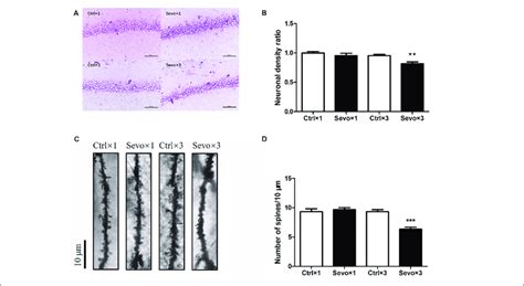 Histopathological Examination Nissl Staining And Golgi Staining Were