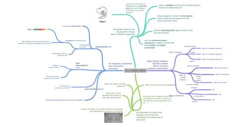 611 Cellular Control Coggle Diagram