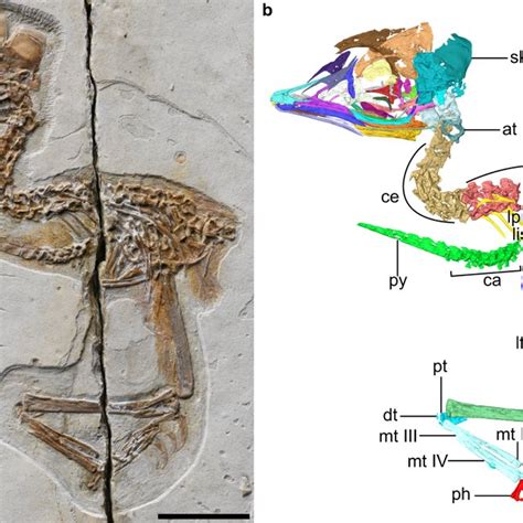 Early Cretaceous Enantiornithine Ivpp V12707 A Photograph B Digital