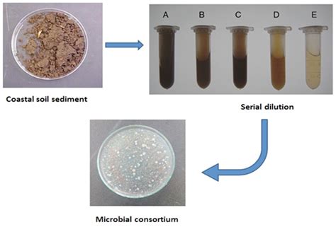 Biodiesel Production From Rice Wash Water With Streptomyces Fradiae