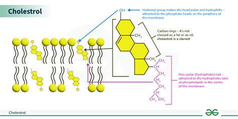 Cholesterol Geeksforgeeks