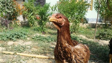 Aseel Hen کلنگی Hint Horoz Dövüşü Kolangi خروس لاری Thai Rooster Pakhoy ШАМО