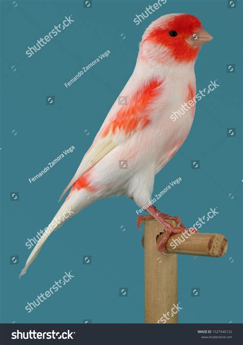 Red Canary Bird