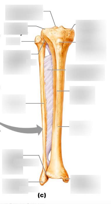 Tib Fib Anatomy Diagram Quizlet